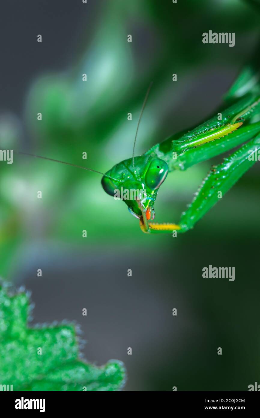 Female green Praying Mantis Hunting, South Africa Stock Photo - Alamy