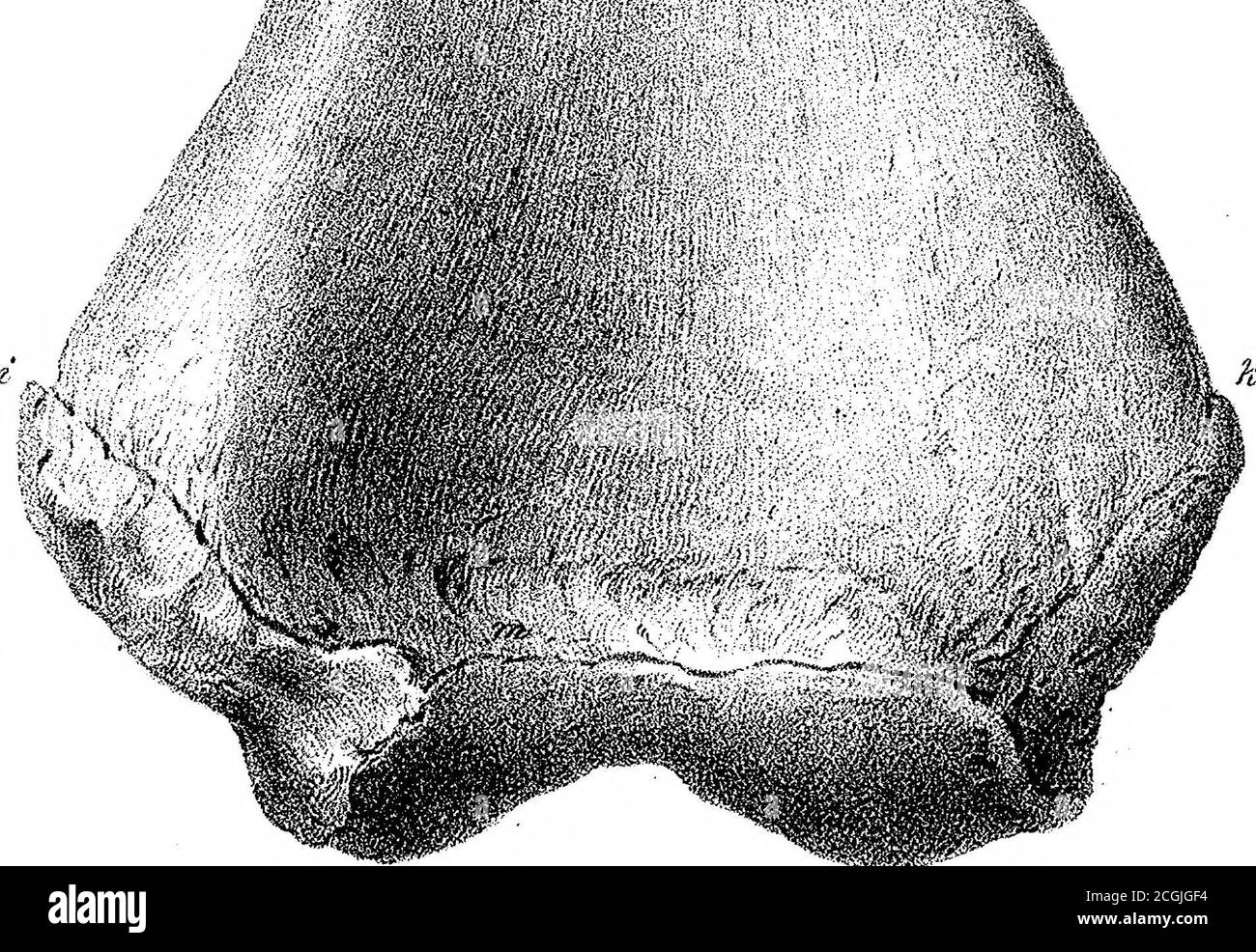 Diprotodon hi-res stock photography and images - Alamy