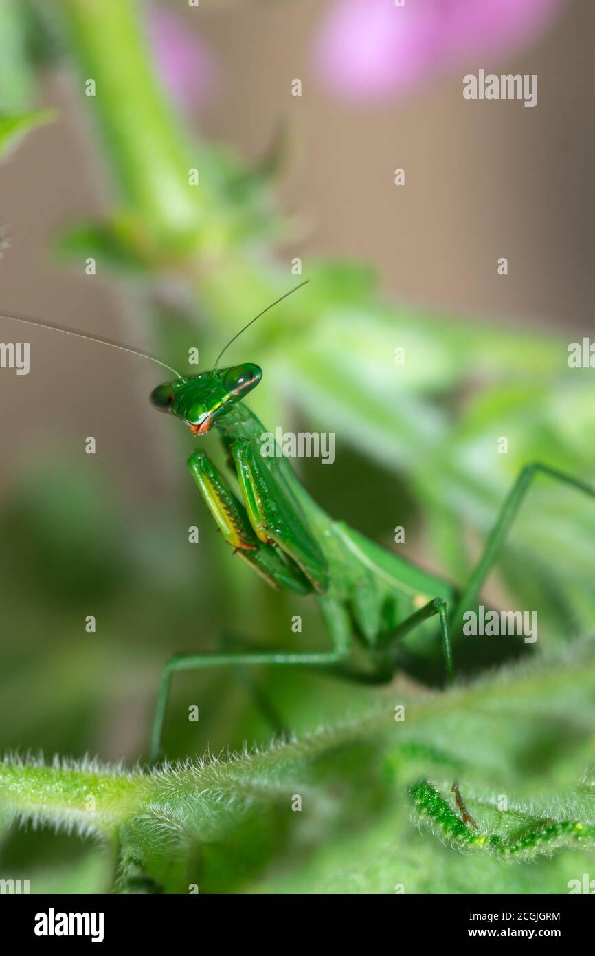 Female green Praying Mantis Hunting, South Africa Stock Photo - Alamy