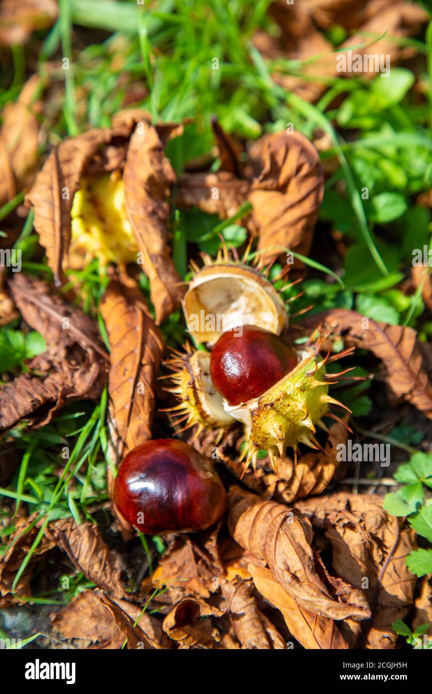Conkers shell hi-res stock photography and images - Alamy