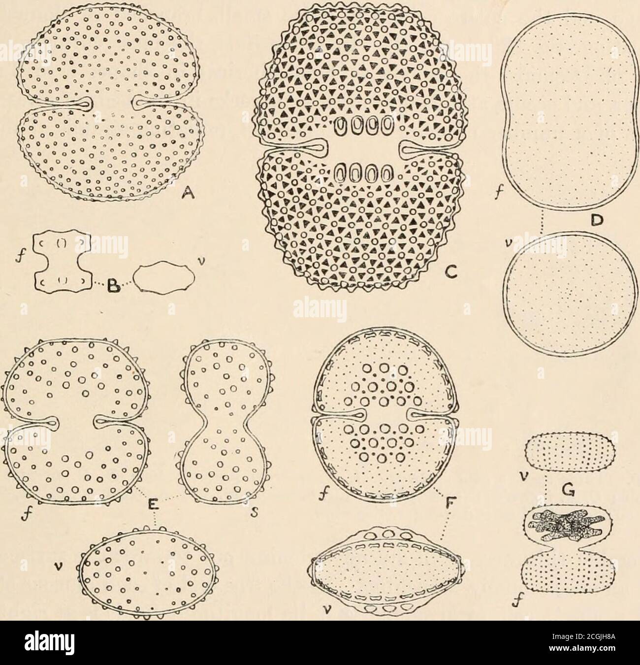 Cosmarium hi-res stock photography and images - Alamy