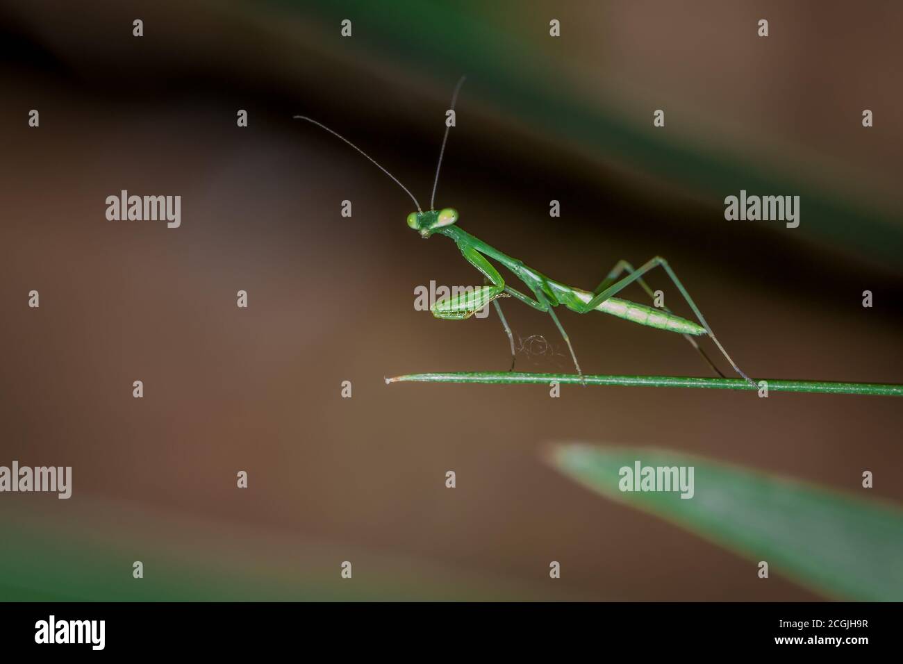 Juvenile grass mantis hi-res stock photography and images - Alamy