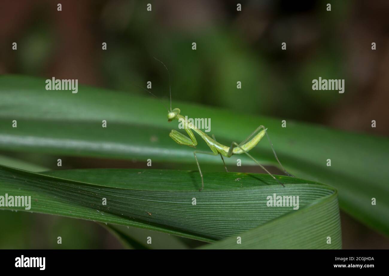 Green Praying Mantis Nymphs, South Africa Stock Photo - Alamy
