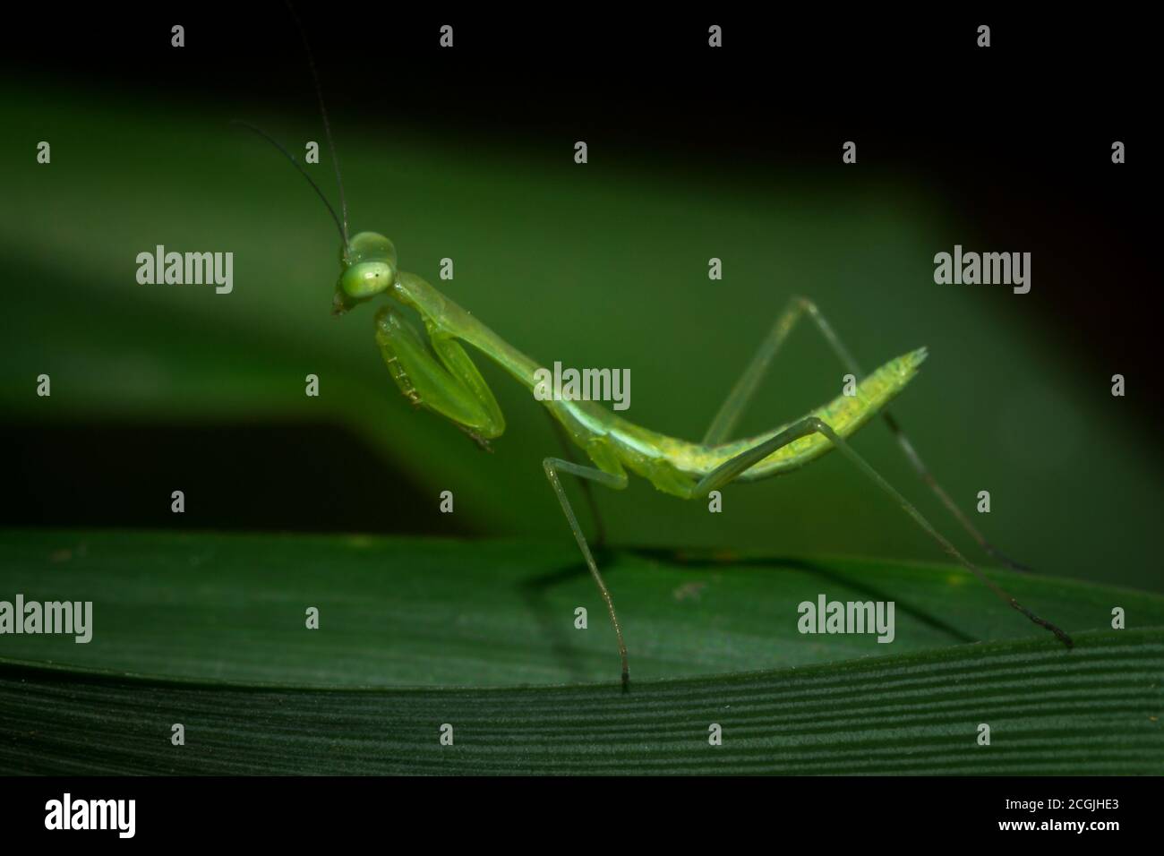 Green Praying Mantis Nymphs, South Africa Stock Photo - Alamy