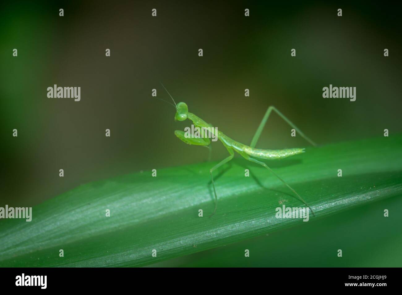 Green Praying Mantis Nymphs, South Africa Stock Photo - Alamy