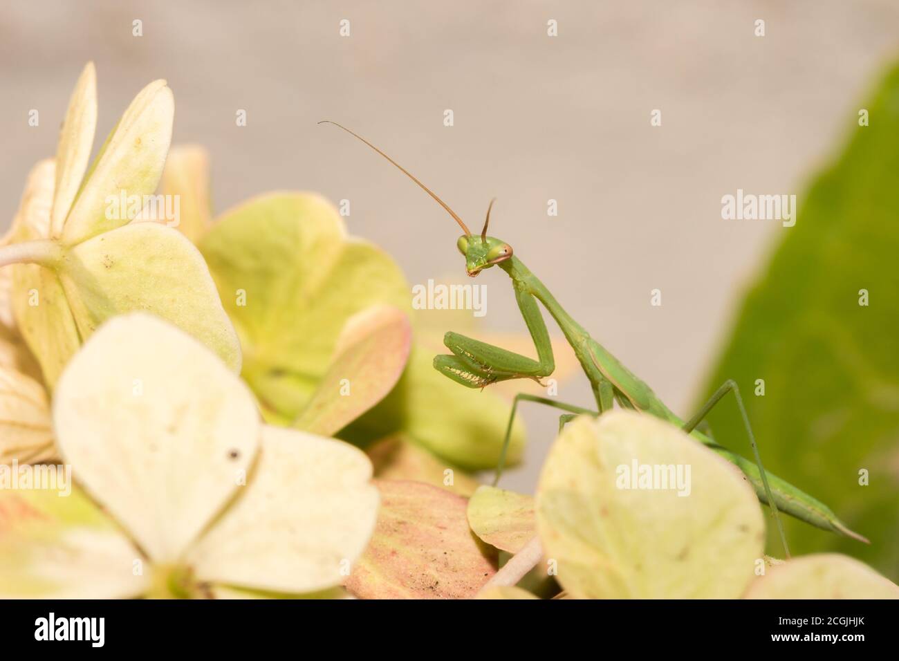 Green Praying Mantis Nymphs, South Africa Stock Photo - Alamy