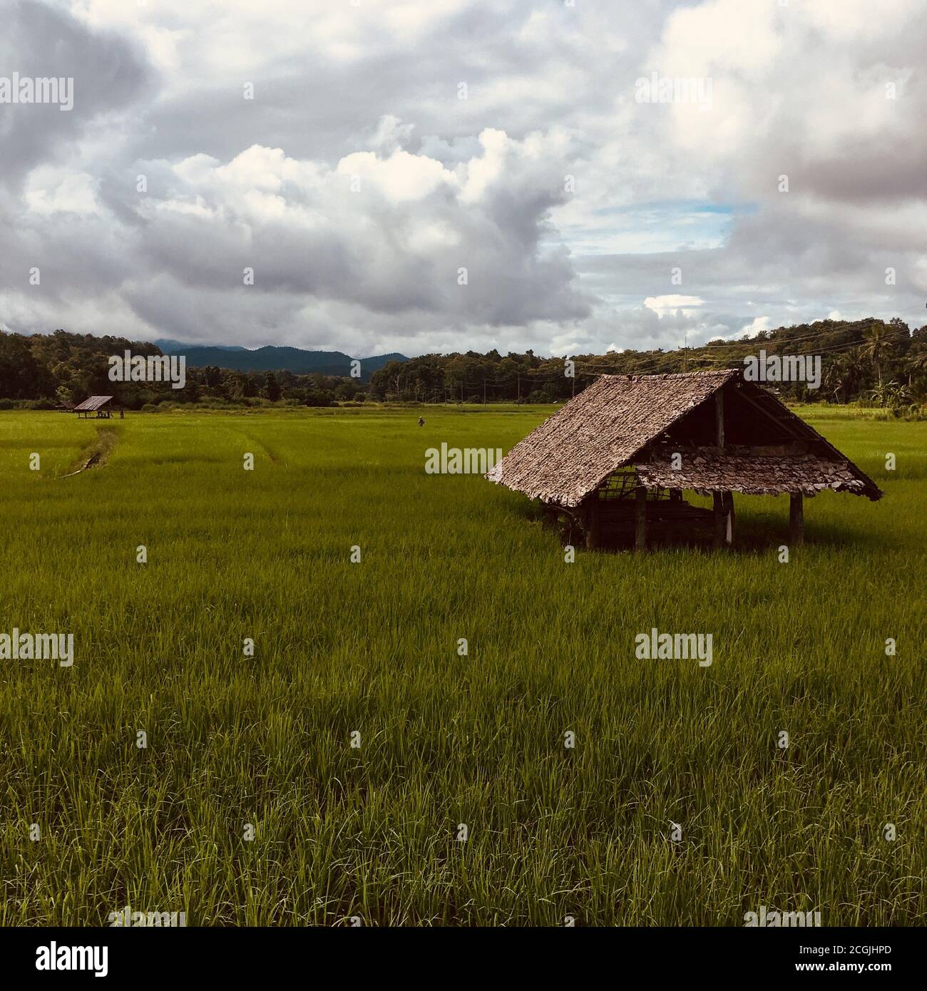 Rice Fields, Thailand Stock Photo - Alamy