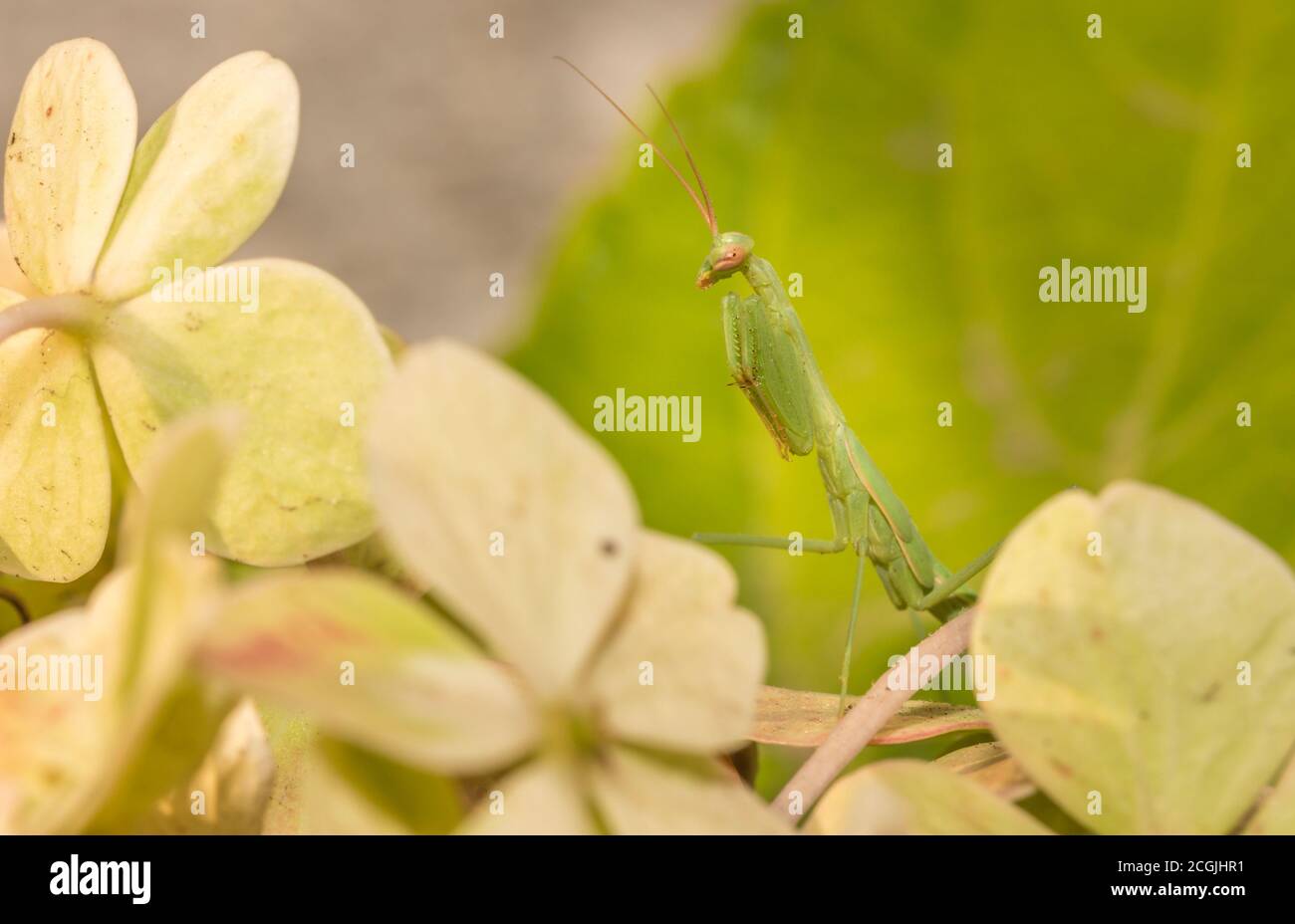 Juvenile grass mantis hi-res stock photography and images - Alamy