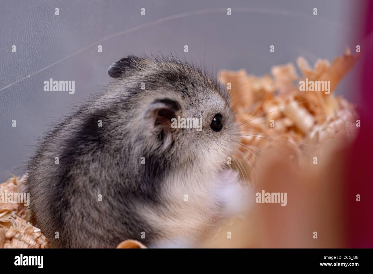Campbells russian dwarf hamster phodopus hi-res stock photography and ...