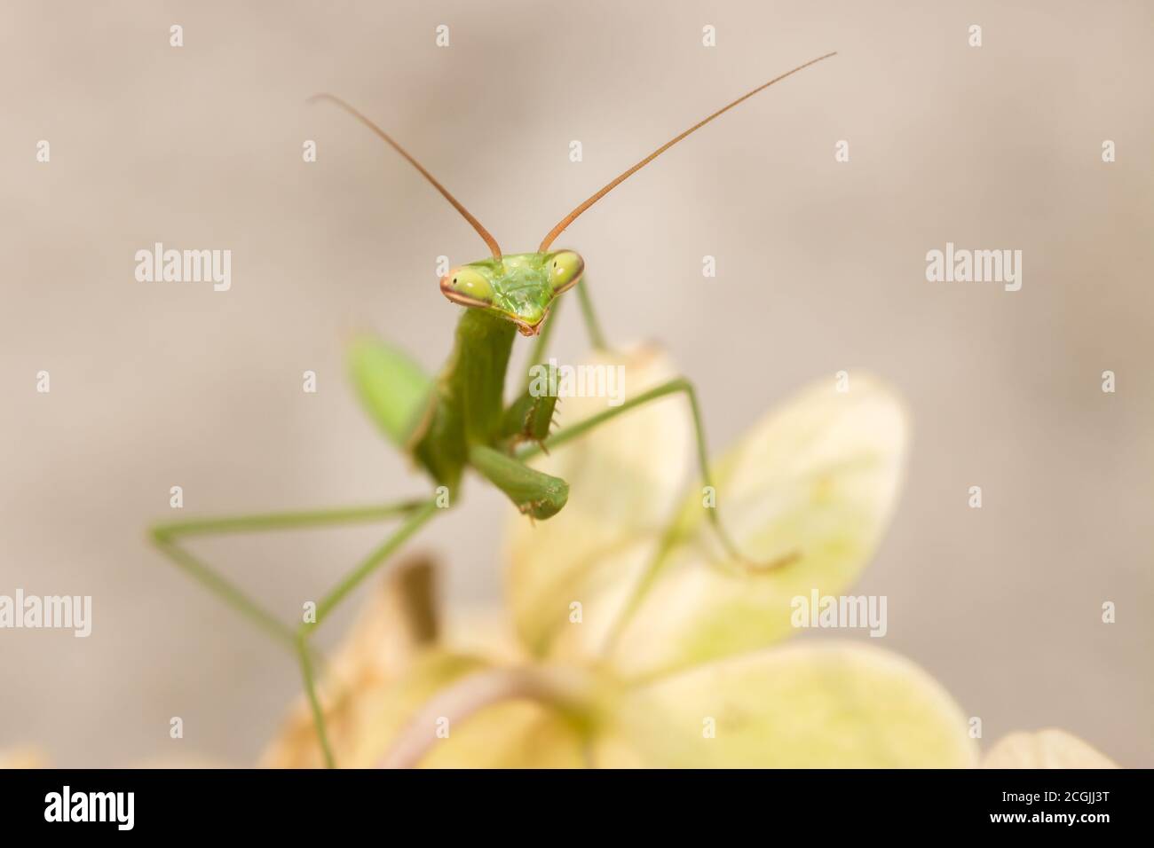 Green Praying Mantis Nymphs, South Africa Stock Photo - Alamy