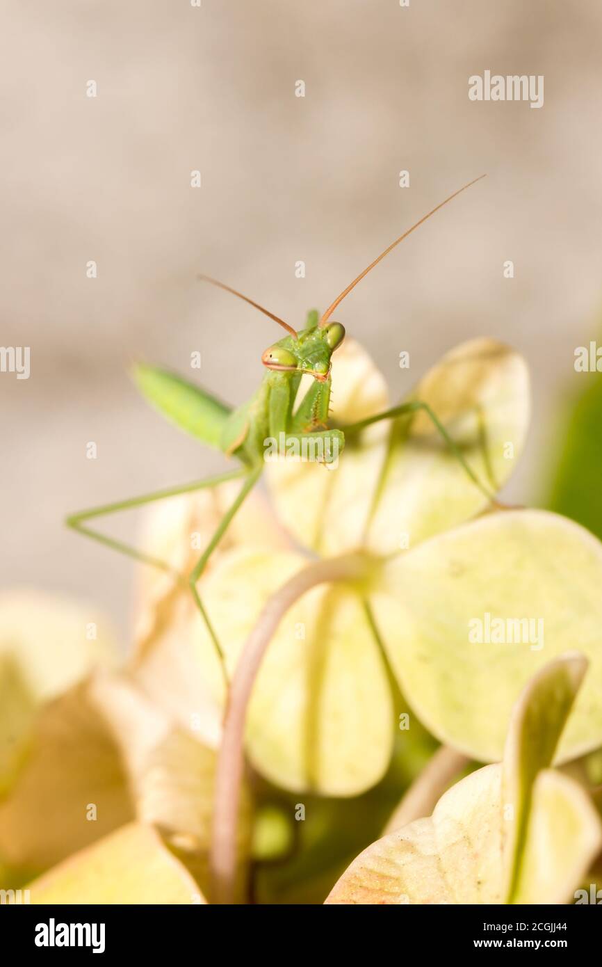 Green Praying Mantis Nymphs, South Africa Stock Photo - Alamy