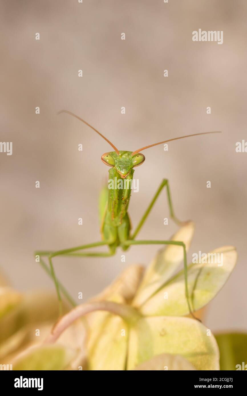 Green Praying Mantis Nymphs, South Africa Stock Photo - Alamy