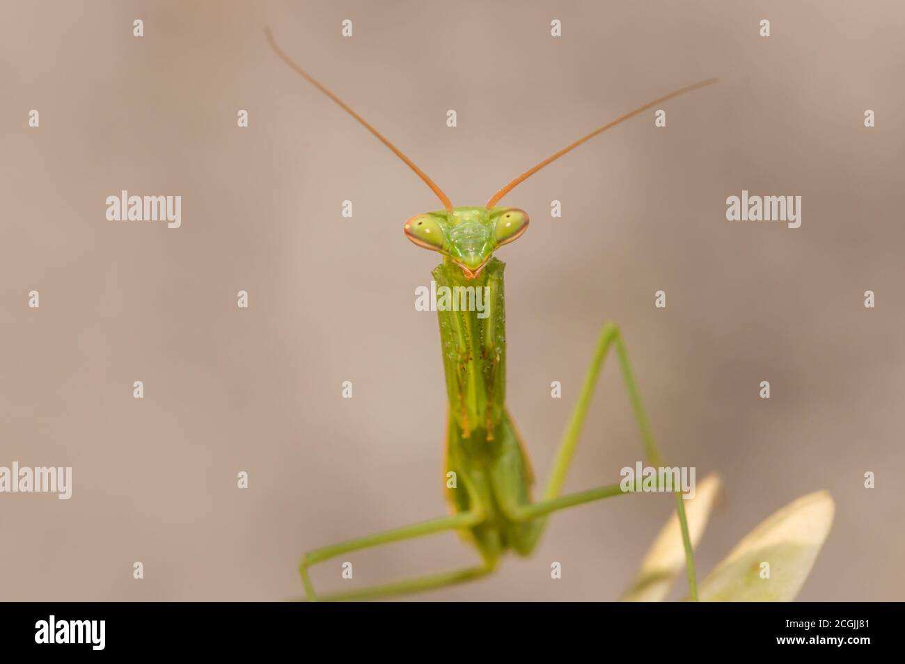 Juvenile grass mantis hi-res stock photography and images - Alamy