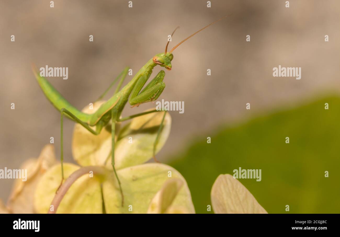 Green Praying Mantis Nymphs, South Africa Stock Photo - Alamy