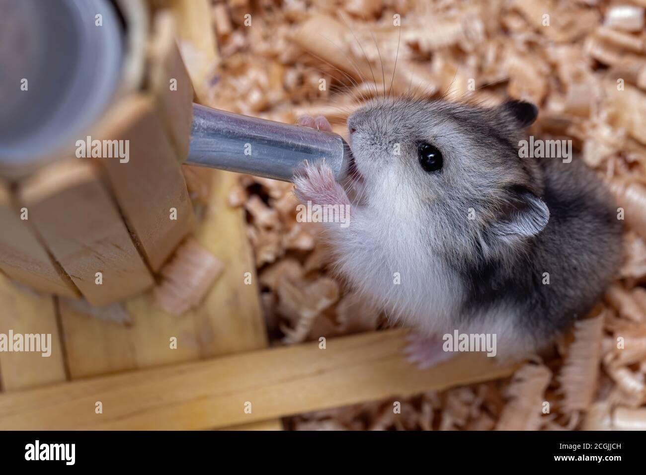 Campbells russian dwarf hamster phodopus hi-res stock photography and ...
