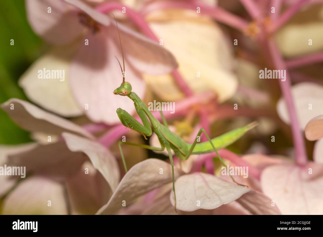 Green Praying Mantis Nymphs, South Africa Stock Photo - Alamy