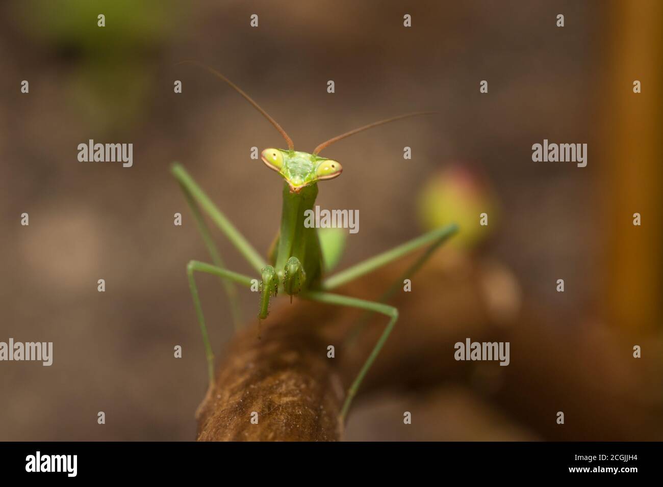 Green Praying Mantis Nymphs, South Africa Stock Photo - Alamy