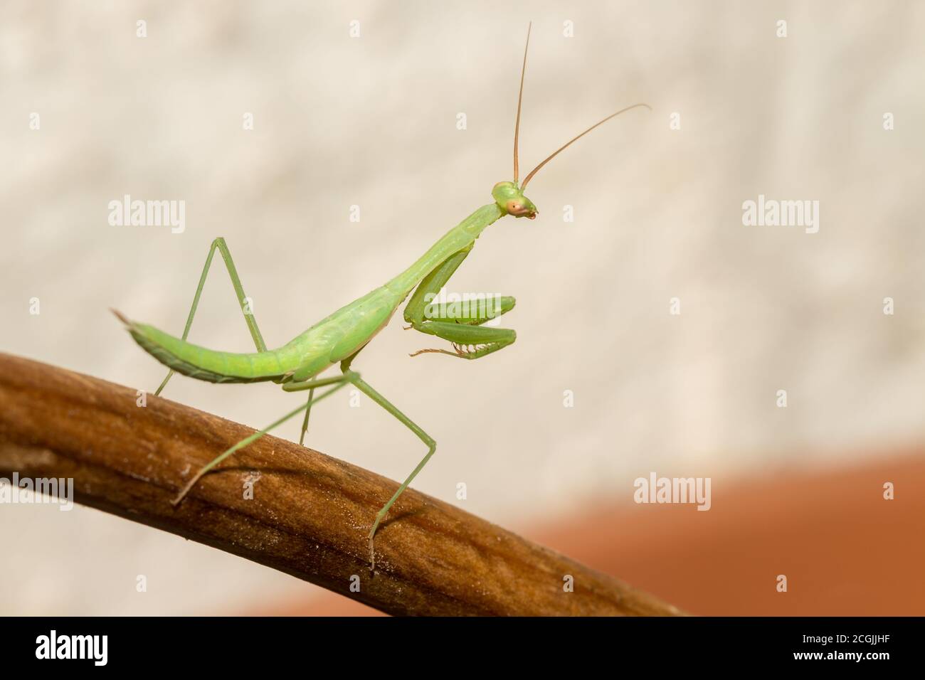 Juvenile grass mantis hi-res stock photography and images - Alamy