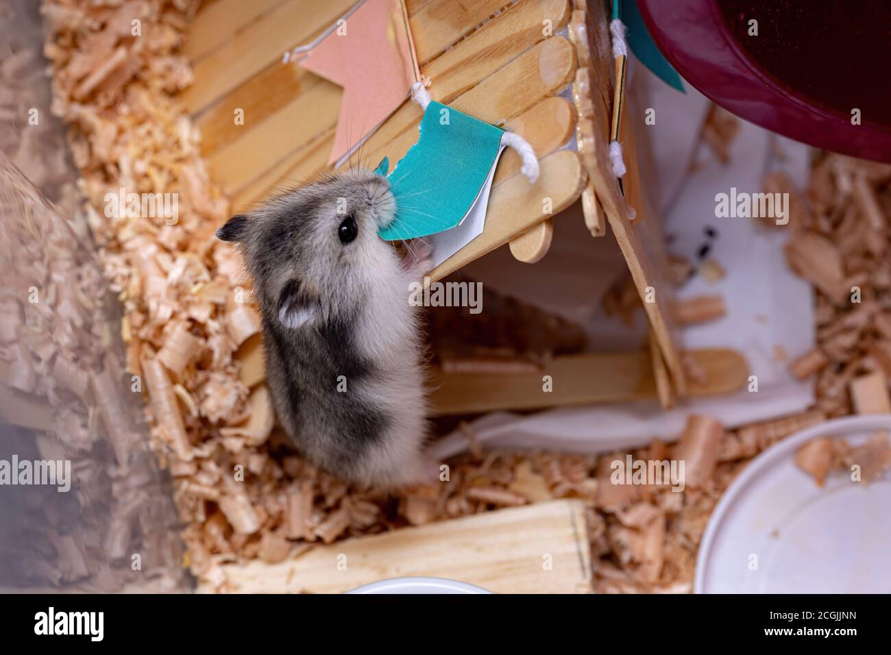 Campbell's dwarf hamster of the species Phodopus campbelli Stock Photo ...