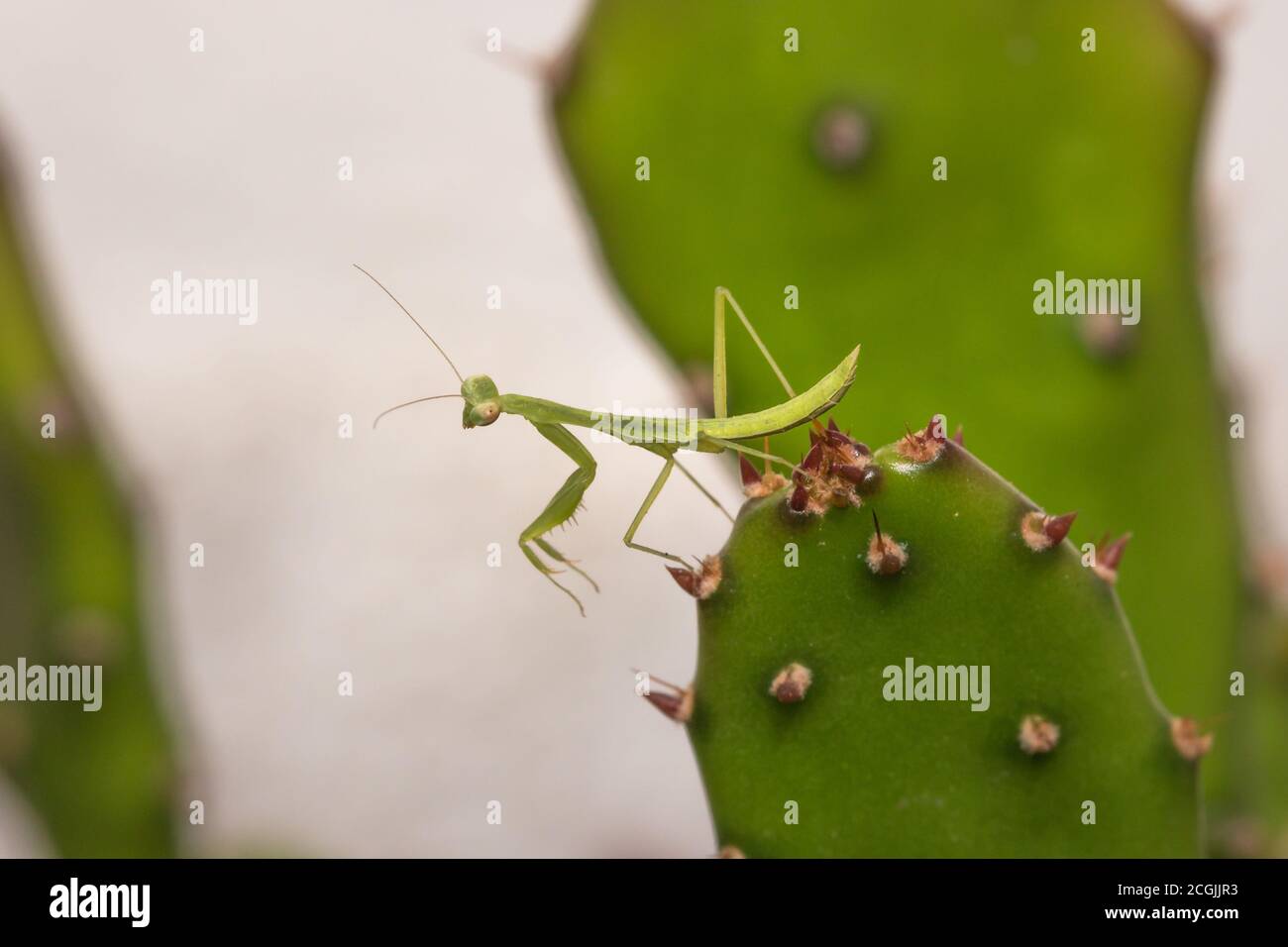 Green Praying Mantis Nymphs, South Africa Stock Photo - Alamy