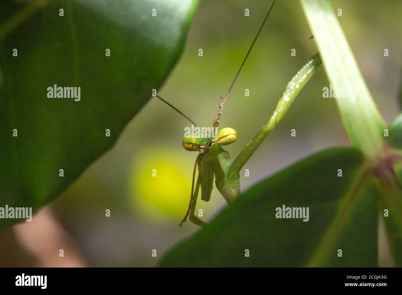 Green Male Praying Mantis hunting, South Africa Stock Photo - Alamy