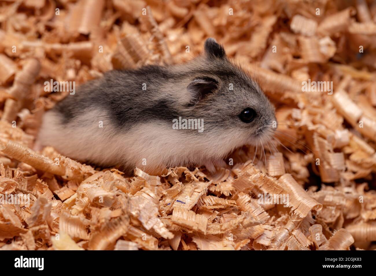 Campbells russian dwarf hamster phodopus hi-res stock photography and ...
