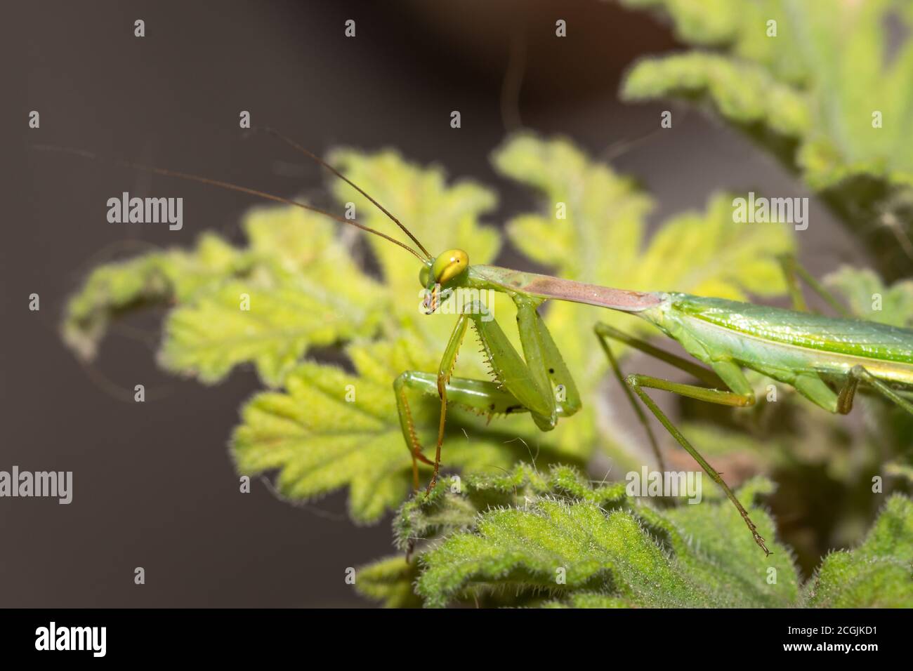 Green Male Praying Mantis hunting, South Africa Stock Photo - Alamy