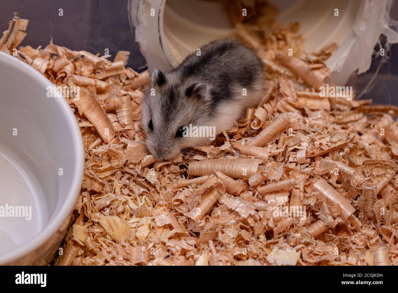 Campbell's dwarf hamster of the species Phodopus campbelli Stock Photo ...