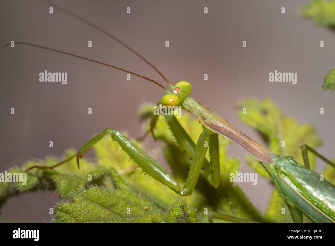 Green Male Praying Mantis hunting, South Africa Stock Photo - Alamy