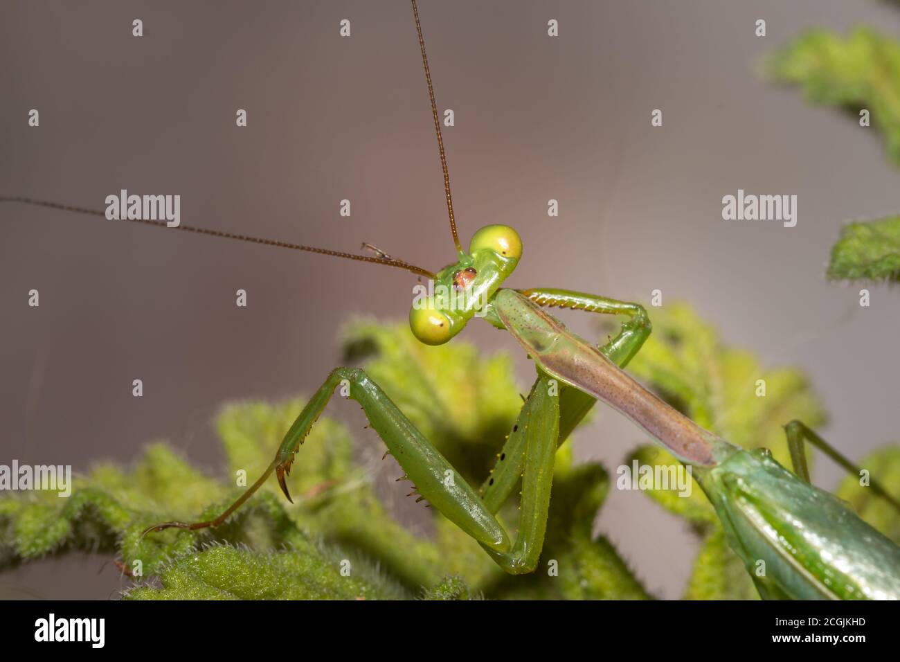 Green Male Praying Mantis hunting, South Africa Stock Photo - Alamy