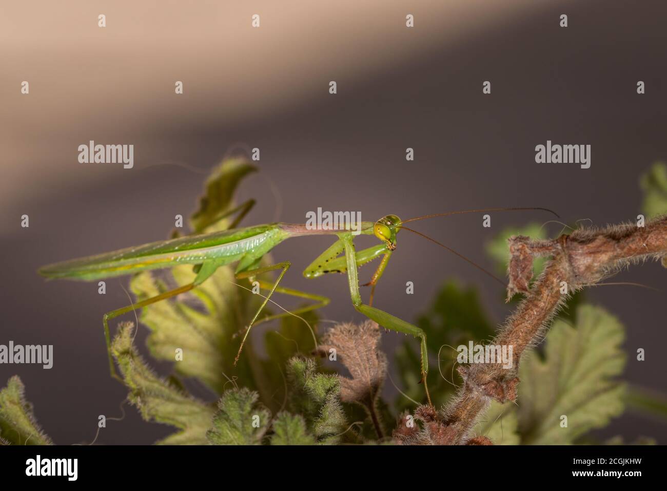 Green Male Praying Mantis hunting, South Africa Stock Photo - Alamy