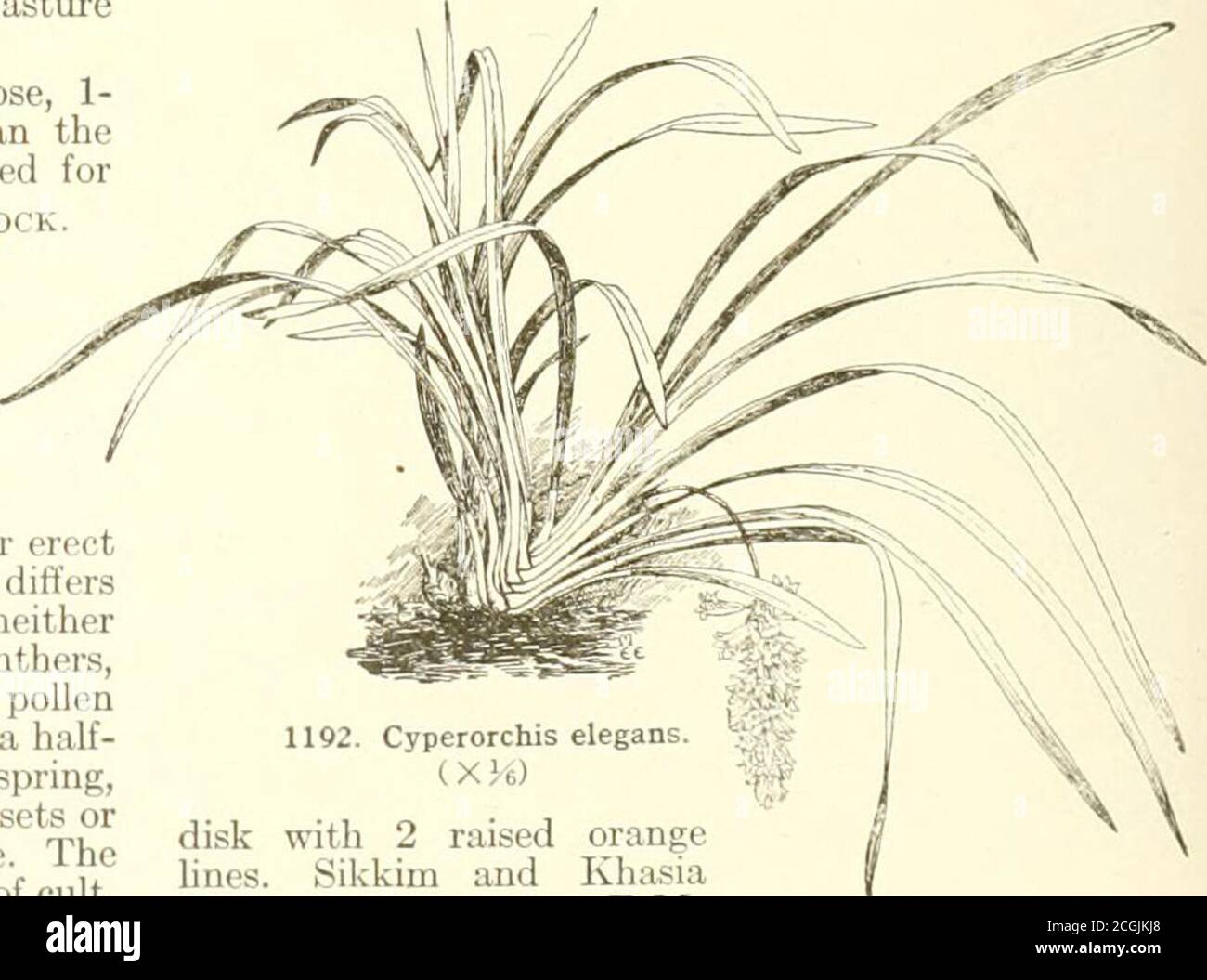 Recurved tips hi-res stock photography and images - Alamy