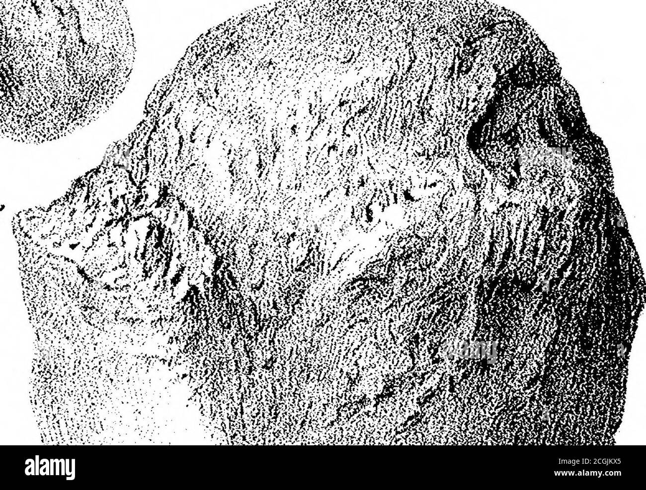 Diprotodon hi-res stock photography and images - Alamy