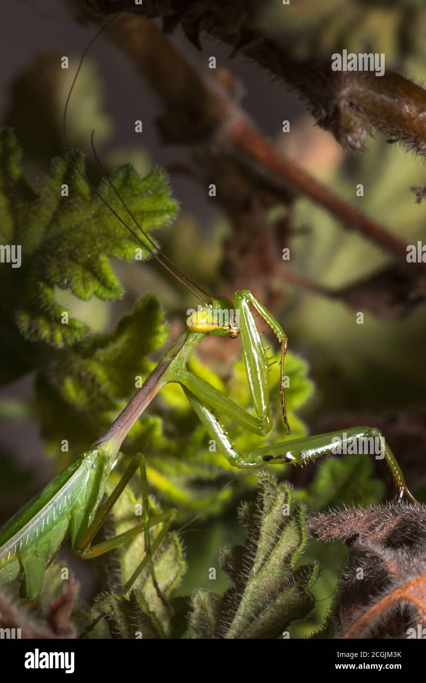 Green Male Praying Mantis hunting, South Africa Stock Photo - Alamy
