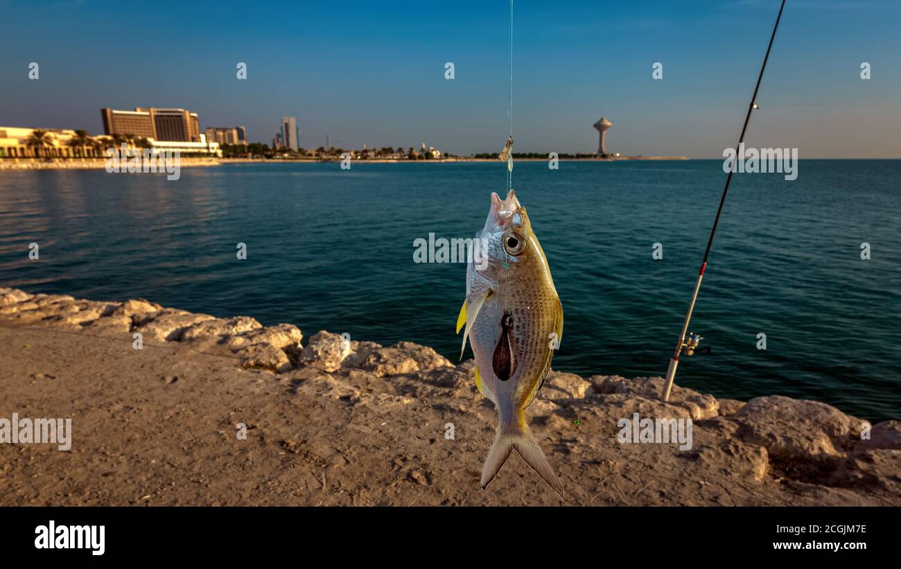 Big Fish catch at Al-Khobar corniche in Saudi Arabia Stock Photo - Alamy