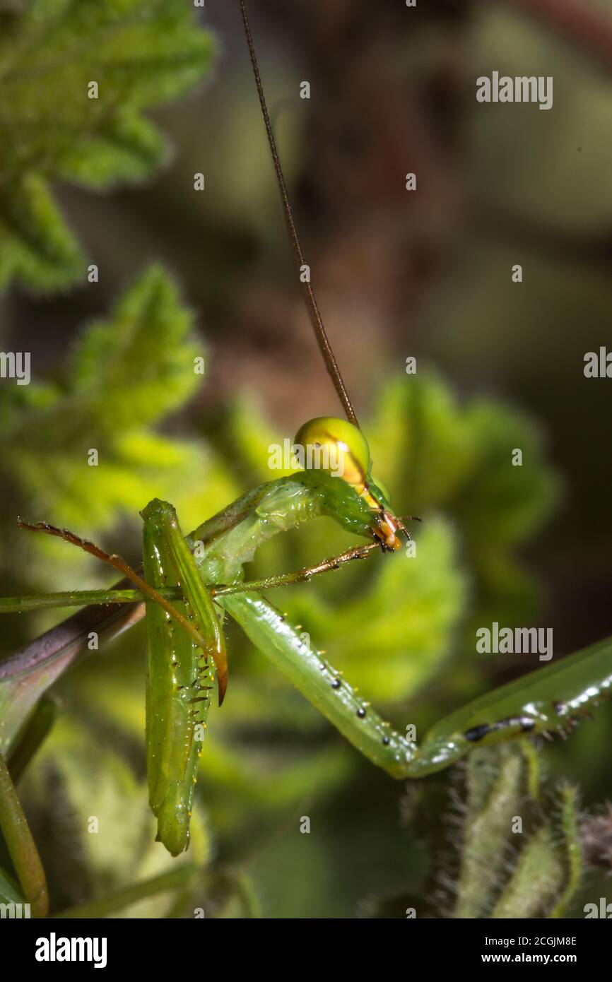 Green Male Praying Mantis hunting, South Africa Stock Photo - Alamy