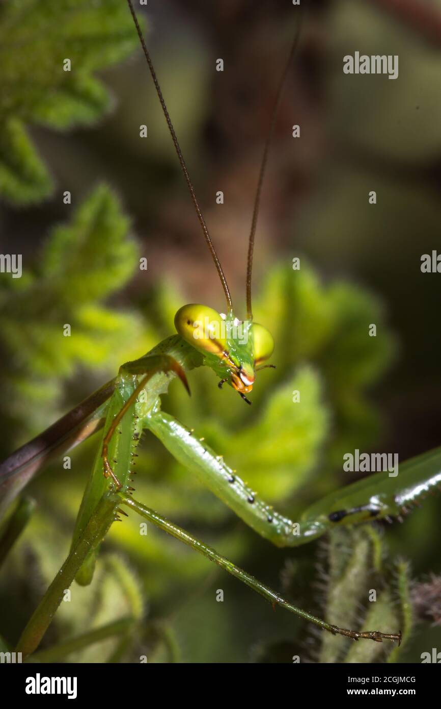 Green Male Praying Mantis hunting, South Africa Stock Photo - Alamy