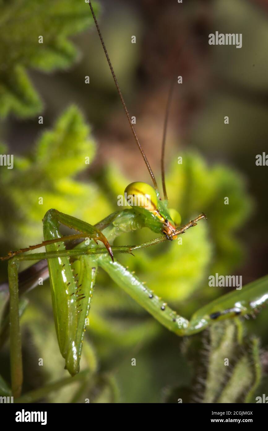 Green Male Praying Mantis hunting, South Africa Stock Photo - Alamy