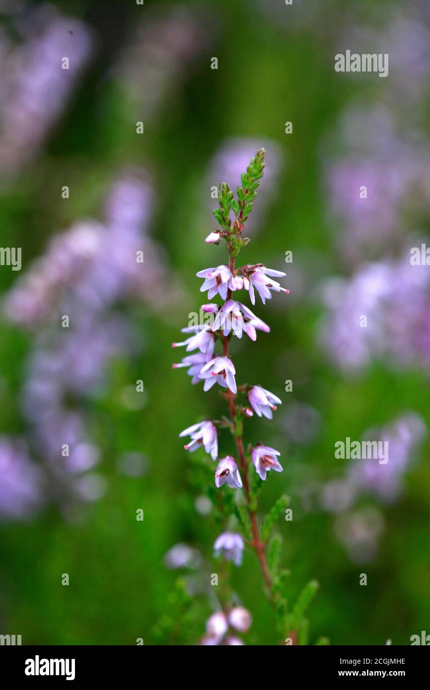 Swedish National Flower