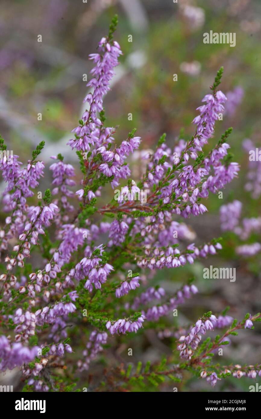 FLOWERING Heather in autumn national flower for Scotland Stock Photo ...