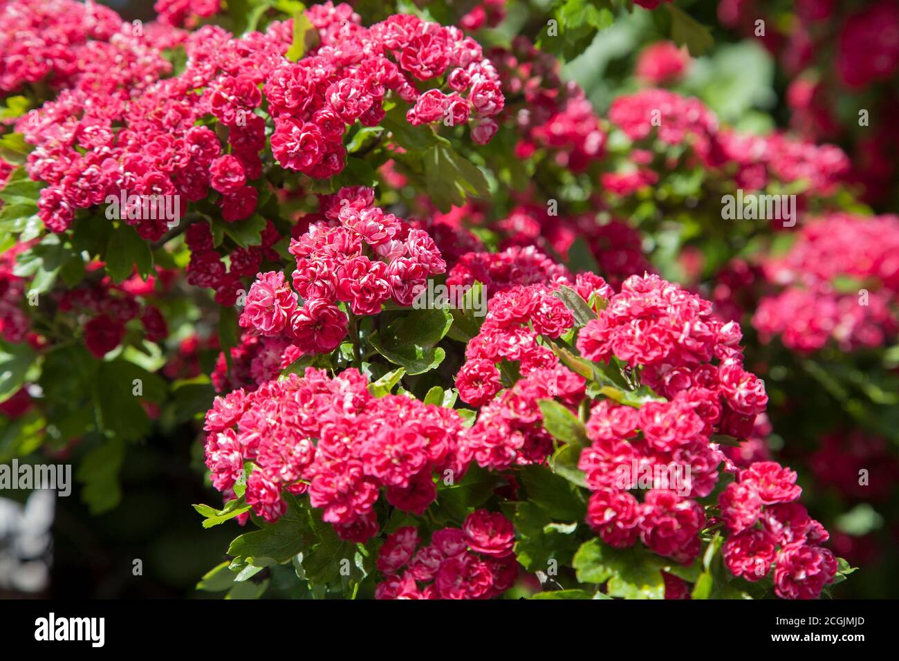 Quickthorn hi-res stock photography and images - Alamy
