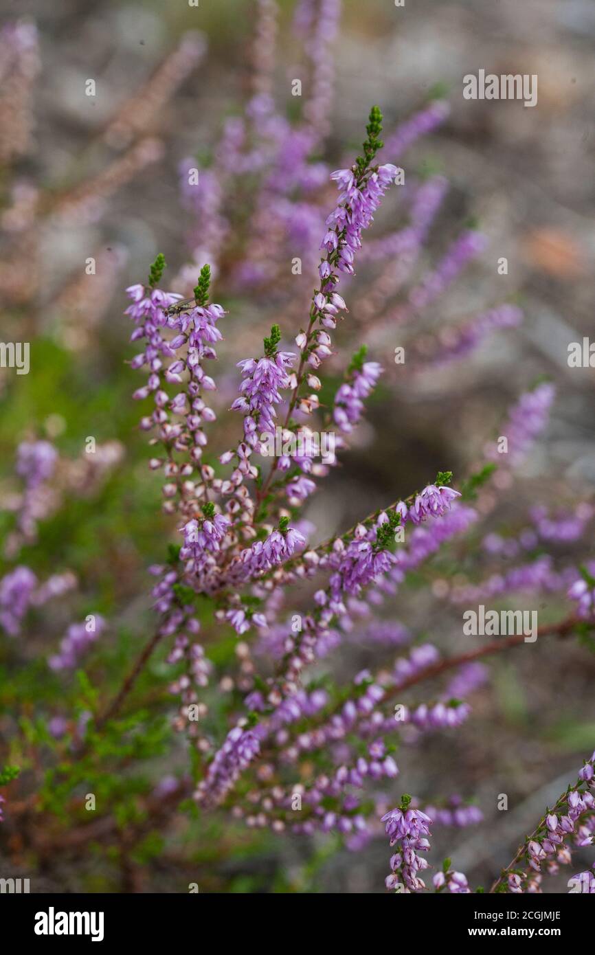 Flowering heath in sweden hi-res stock photography and images - Alamy