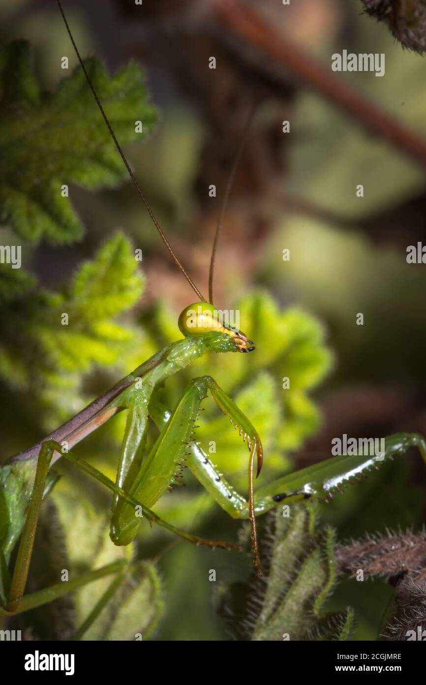 Green Male Praying Mantis hunting, South Africa Stock Photo - Alamy