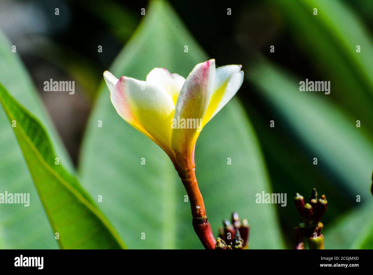 Bangladesh purple flower tree hi-res stock photography and images - Alamy