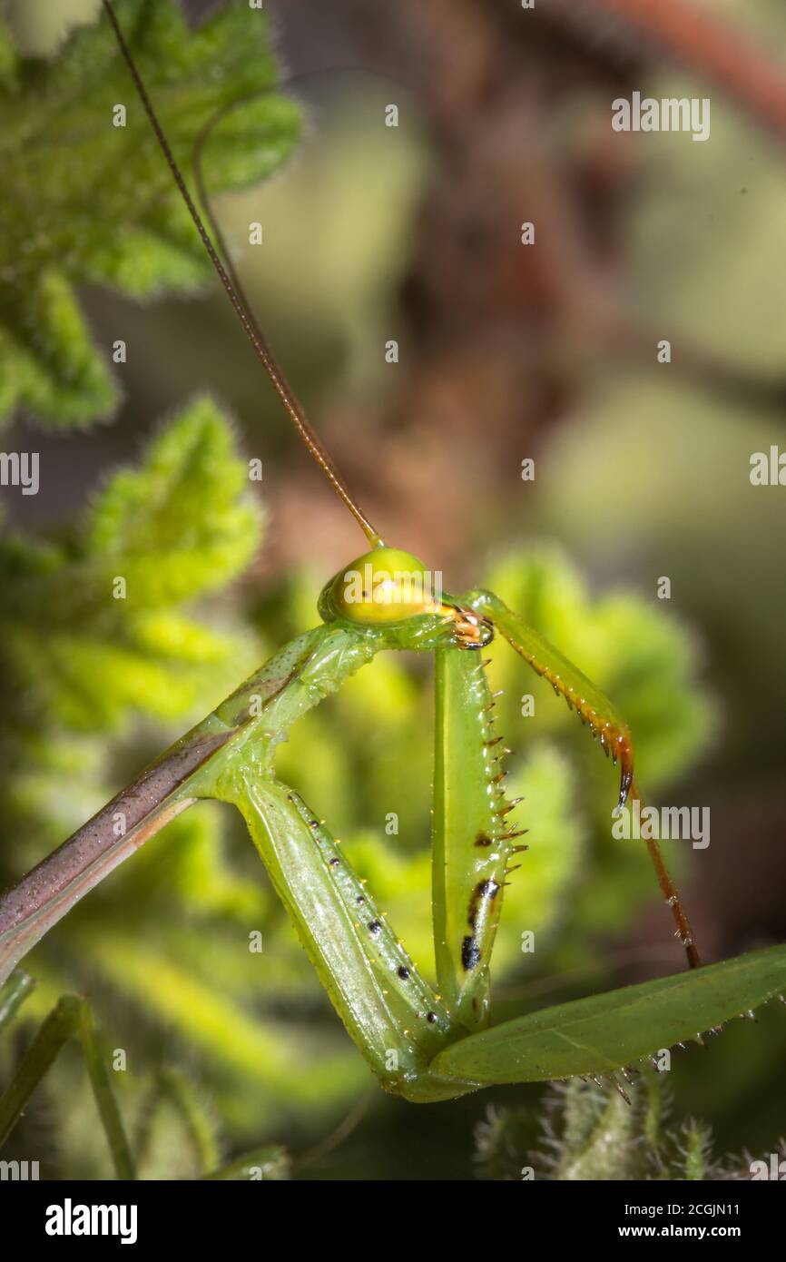 Green Male Praying Mantis hunting, South Africa Stock Photo - Alamy