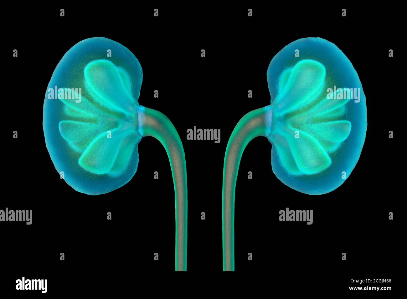 3D Illustration of a human Kidney Stock Photo - Alamy