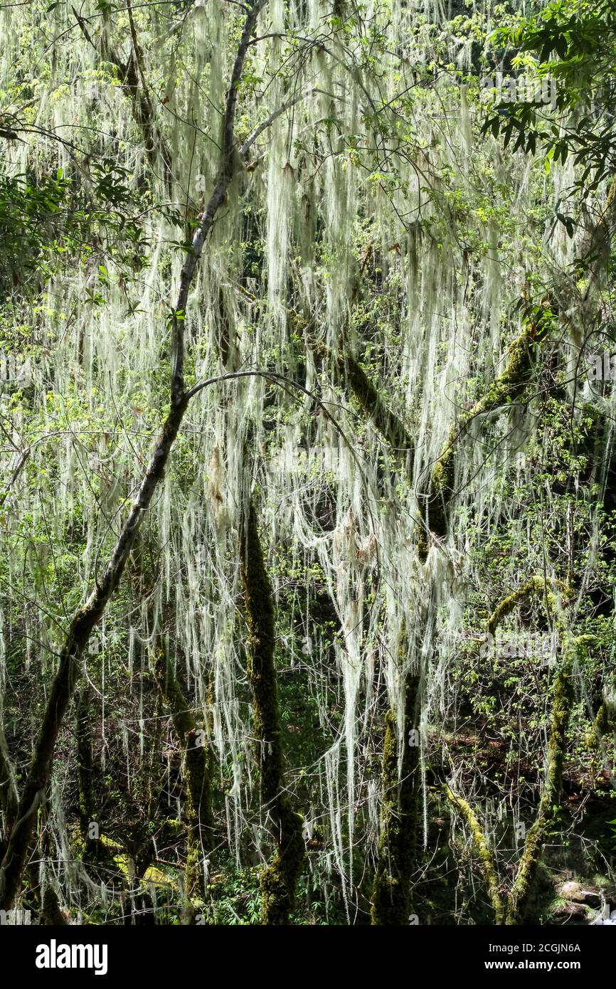 Eerie Landscape Woods High Resolution Stock Photography and Images - Alamy