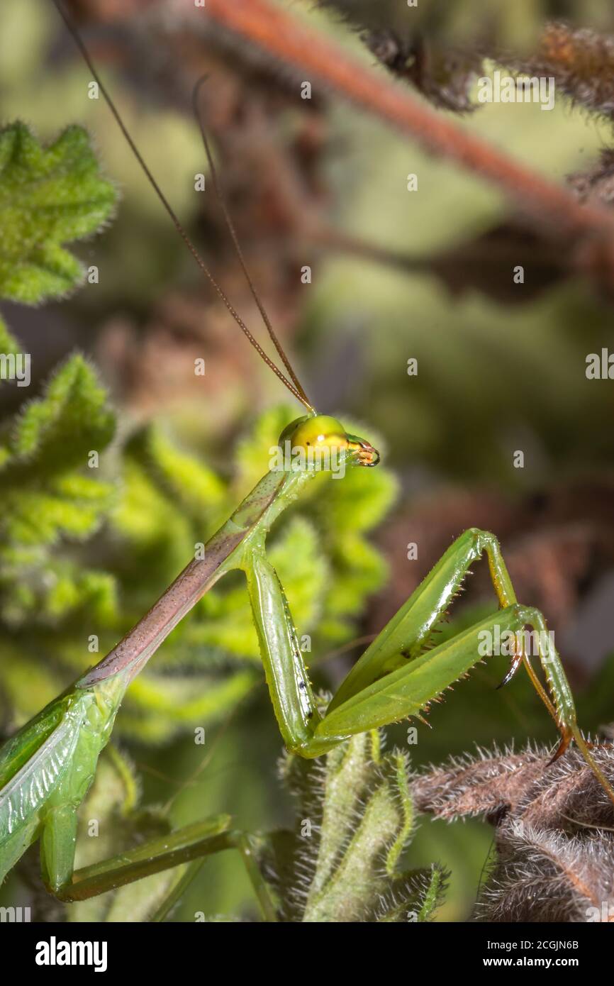 Green Male Praying Mantis hunting, South Africa Stock Photo - Alamy