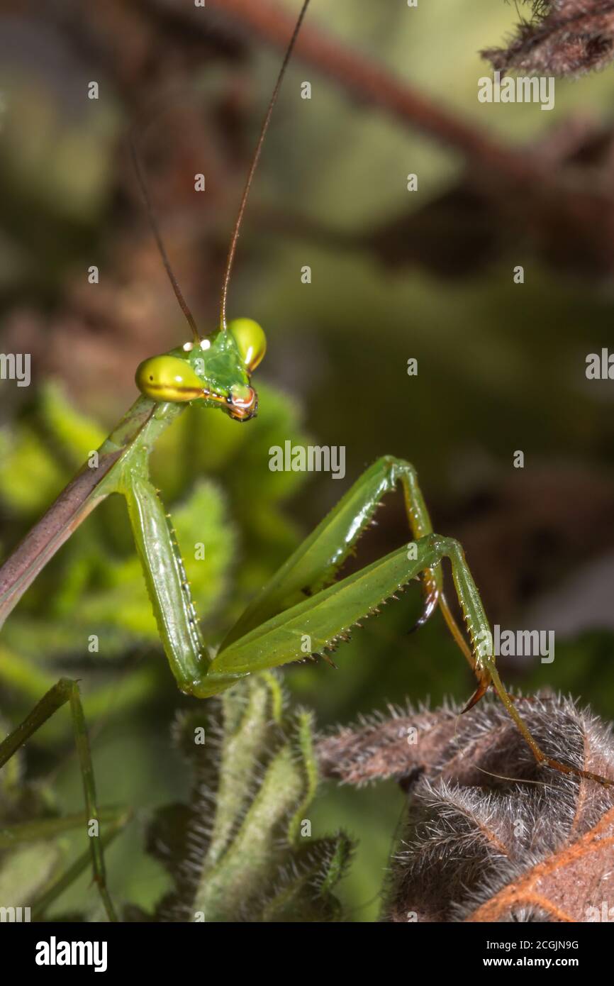 Green Male Praying Mantis hunting, South Africa Stock Photo - Alamy