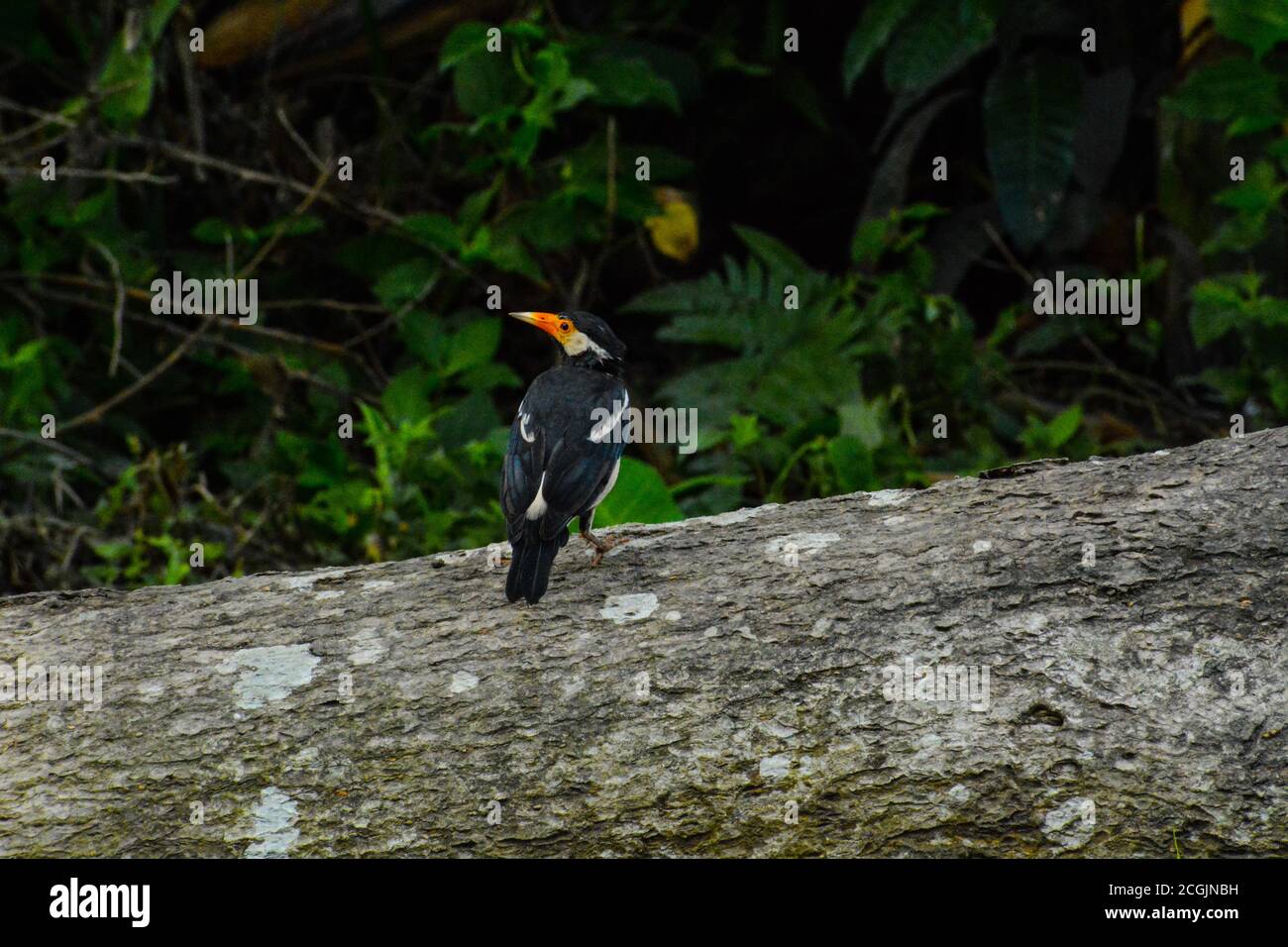 Salik bird hi-res stock photography and images - Alamy